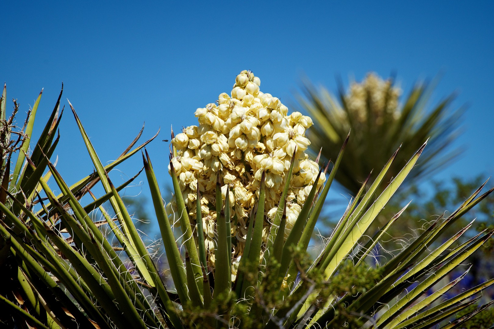 Glowing Yucca flowers against deep blue sky.