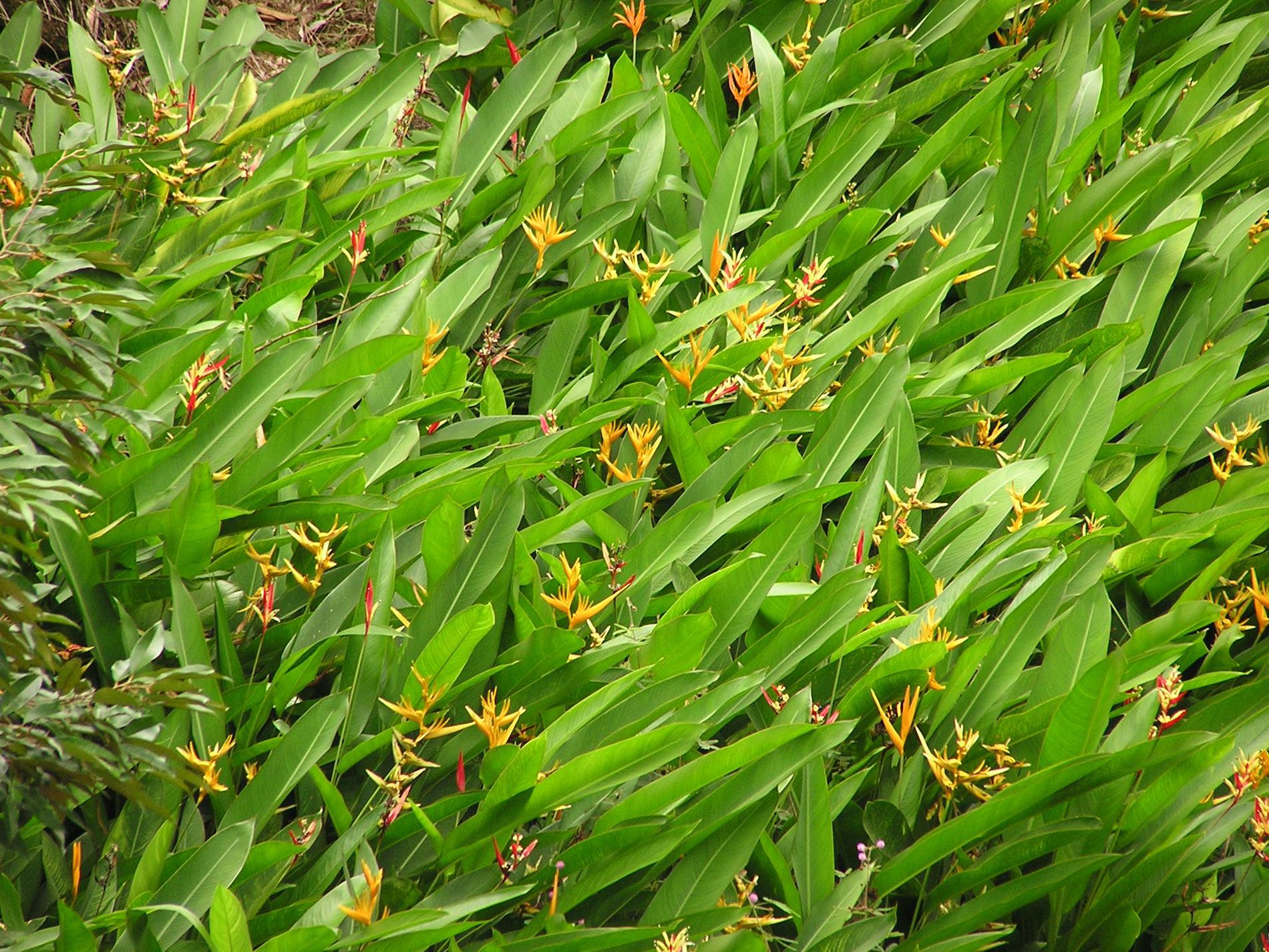 False Bird of Paradise.